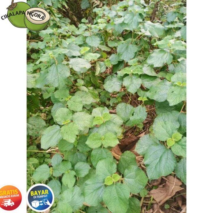 DAUN JELATANG ATAU DAUN PULUS 100 GRAM | Lazada Indonesia