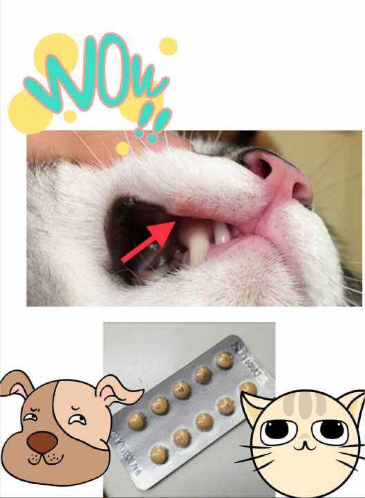 Ubat bengkak, radang dan merawat masalah bisul, ulser / ulcer luka ...