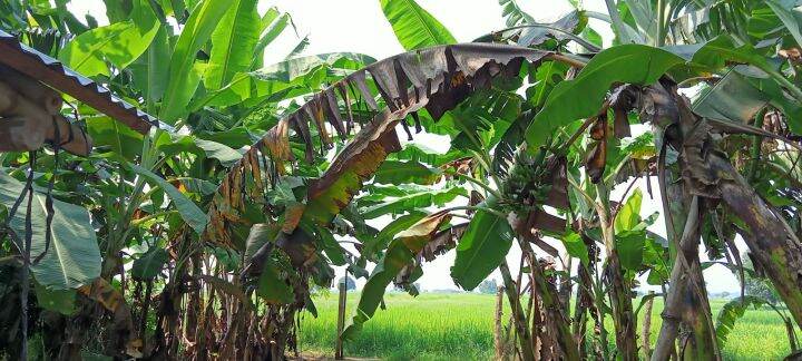 Dahon ng saging, Natural Banana leaves | Lazada PH