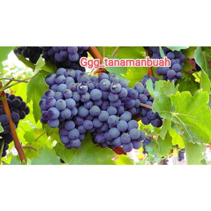 Bibit Anggur Import Hitam Super Manis | Lazada Indonesia