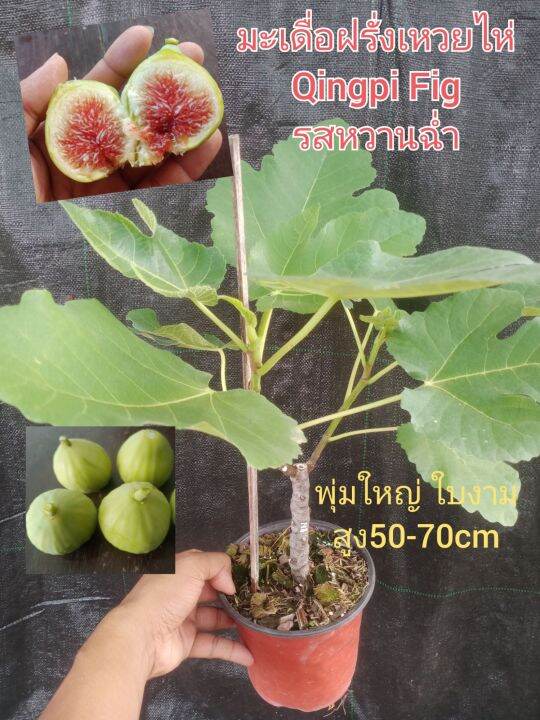 มะเดื่อฝรั่งเหวยไห่ Weihai Qing Pi Fig รสหวานอร่อย | Lazada.co.th