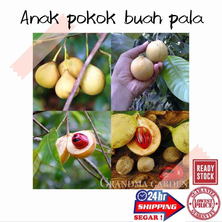 (GG REAL PLANT) anak pokok buah pala ^ nutmeg plant buah-buahan sihat ... (GG REAL PLANT) anak pokok buah pala ^ nutmeg plant buah-buahan sihat ...