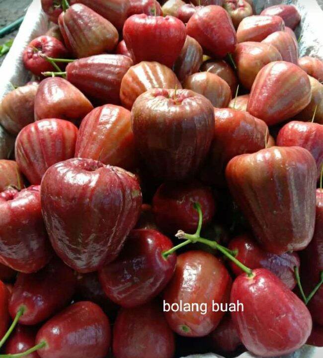 JAMBU AIR DALHARI SEGER DAN FRESH ISI 1KG | Lazada Indonesia