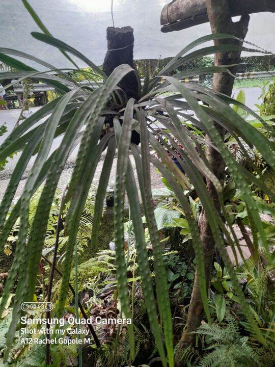 Narrow Strap Fern Campyloneurum angustifolium plants | Lazada PH