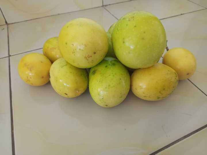 markisa kuning organik 1 kg | Lazada Indonesia