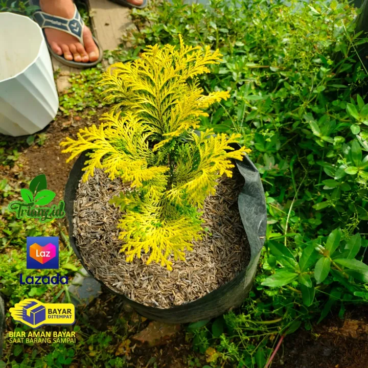 cemara hinoki kuning besar | Lazada Indonesia