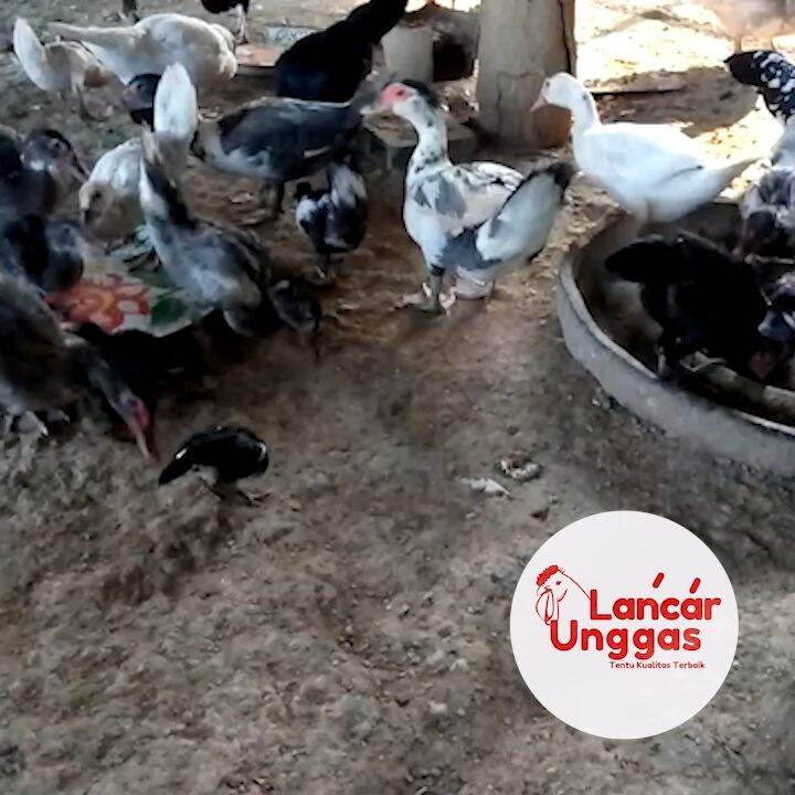 Entok Potong Fresh Daging Entok Bebek Entok Nila Potong Atau Hidup ...