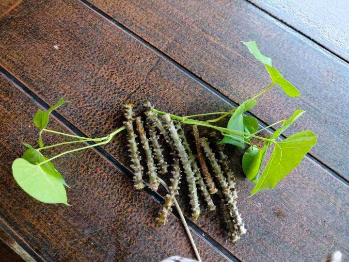 Akar Patawali / Akar Seruntun / Batawali Herba Semulajai Tradisional ...
