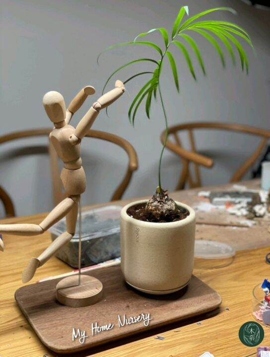 Pokok Paku Aji Gunung/ Cycas Clivicola. 🌴🌴🌴 | Lazada