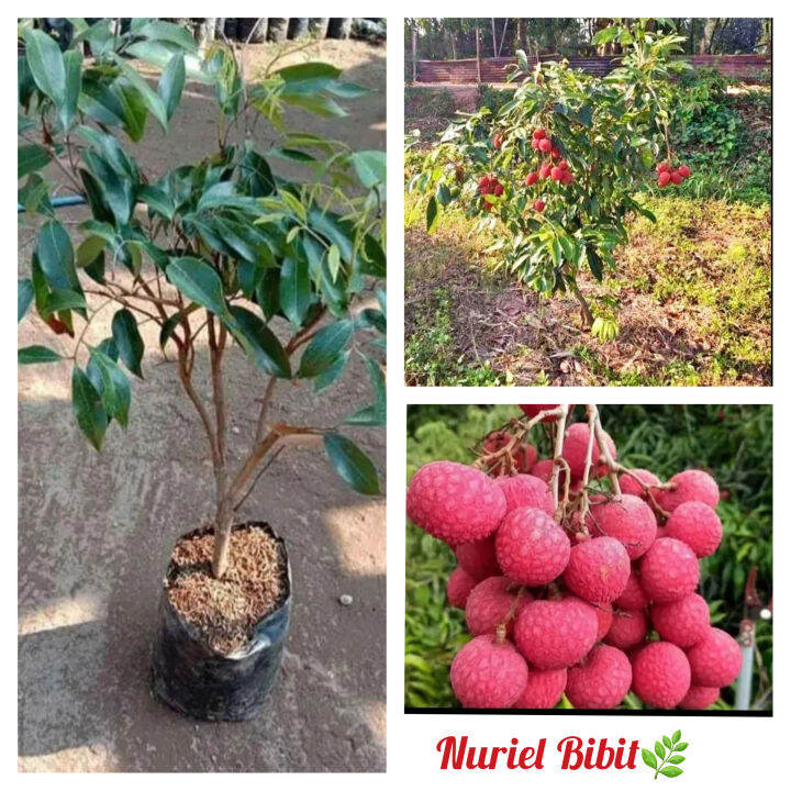 Pohon Leci Dalam Pot