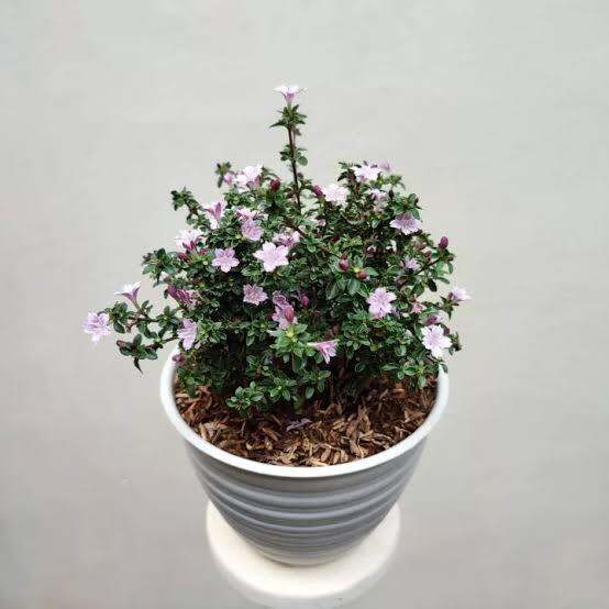 Tanaman bunga seribu bintang | Lazada Indonesia