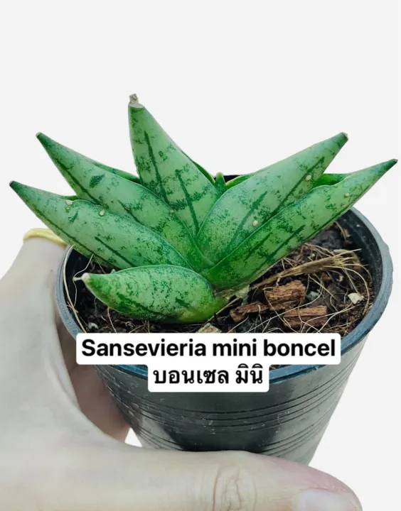งาช้างมินิบอลเซล (Sansevieria mini boncel) | Lazada.co.th