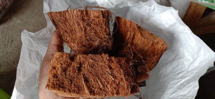 Pressed Coco Husk/ Bunot | Lazada PH