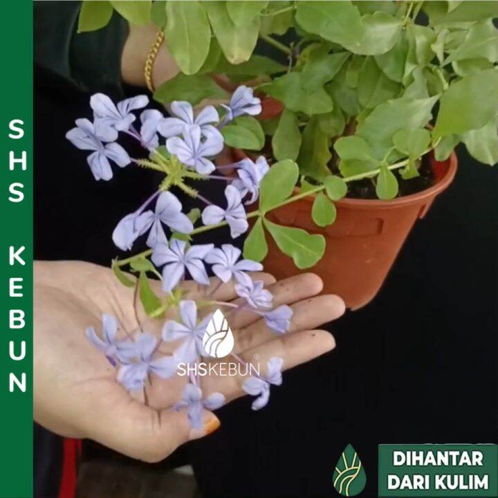 Pokok Plumbago Auriculata Live Plant Garden Outdoor Plumbago Blue Biru ...