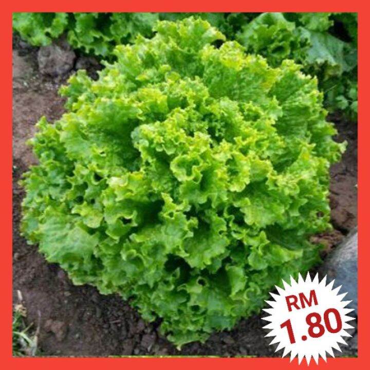 L5 Biji Benih Sayur Coral Salad Hijau (300+/-) - Green Coral Lettuce ...