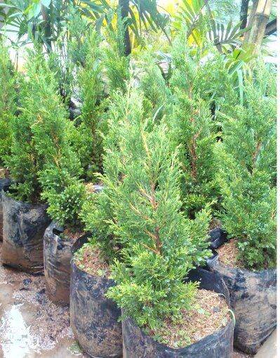 pohon Cemara pua pua | Lazada Indonesia