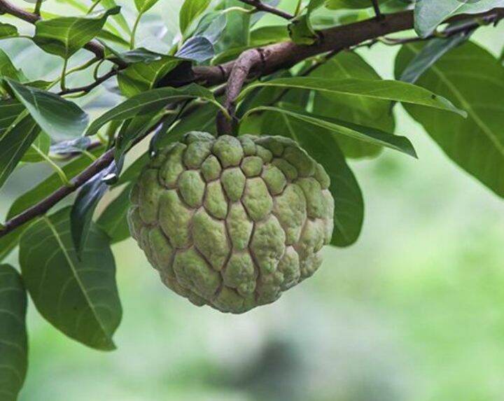 pokok buah nona, curtard apple plant | Lazada