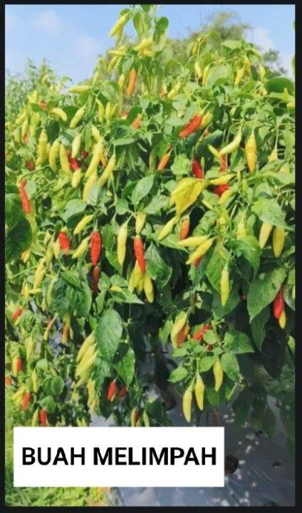 PROMO 100 biji BENIH CABAI RAWIT KALIBER Ripec/ Bibit Cabe Eceran Hemat ...