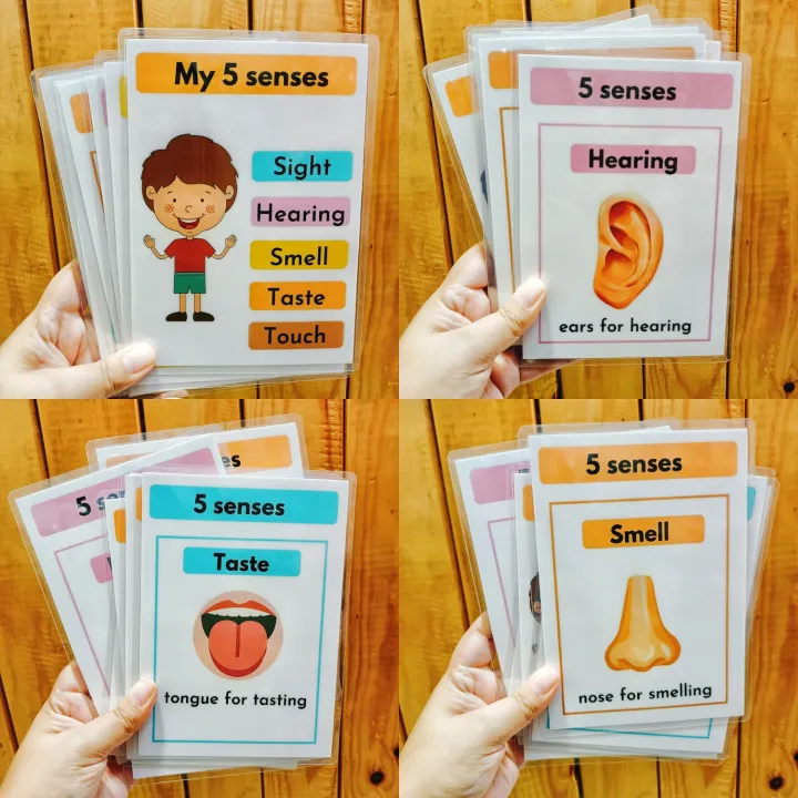 5 senses flashcards laminated 5R | Lazada PH