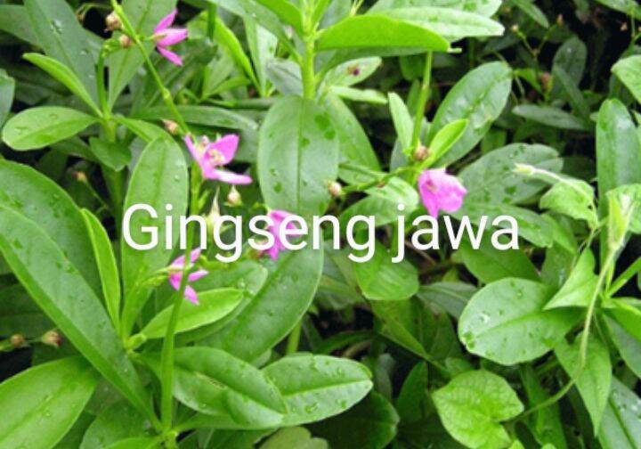 daun Gingseng jawa | Lazada Indonesia