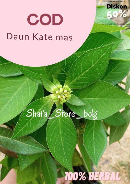 Daun kate mas/ Daun sena segar 250grm | Lazada Indonesia