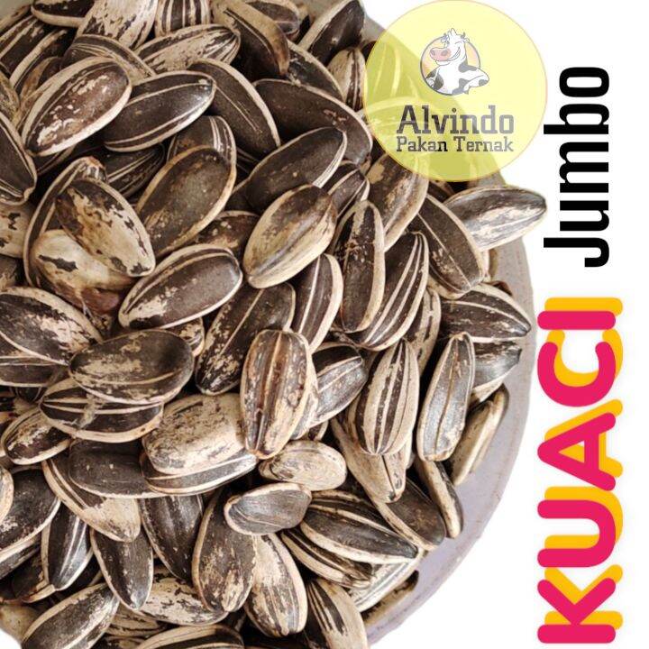 Kuaci Kuwaci Kwaci mentah ukuran Besar 1kg | Lazada Indonesia