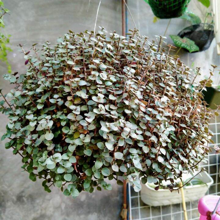 Turtle Vine/ Hanging plants, | Lazada PH