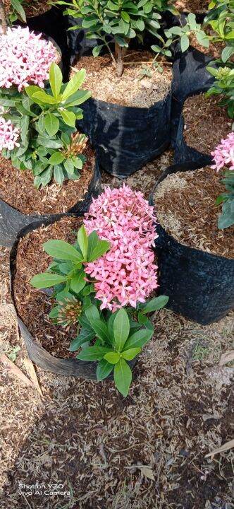 Santan dwarf | Lazada PH