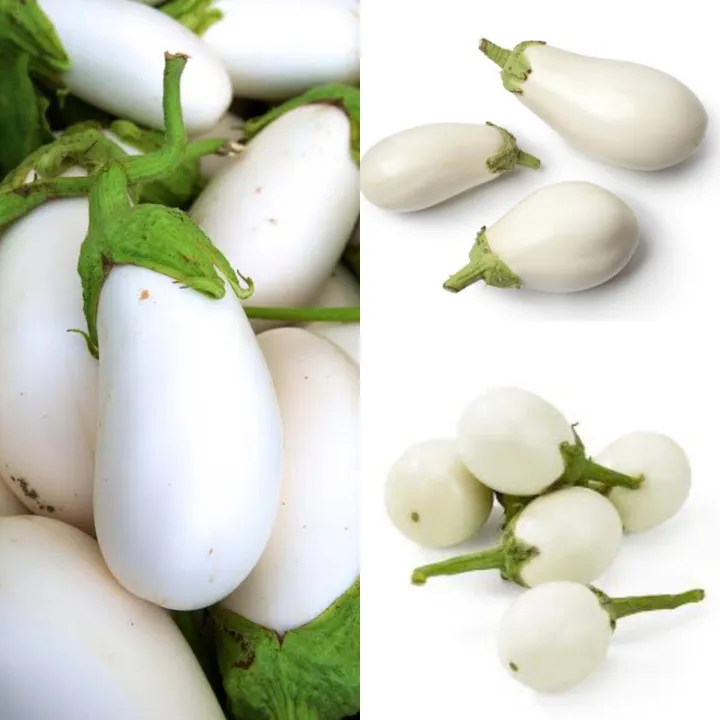 binhi pantanim gulay 10 seeds talong eggplant white variety | Lazada PH
