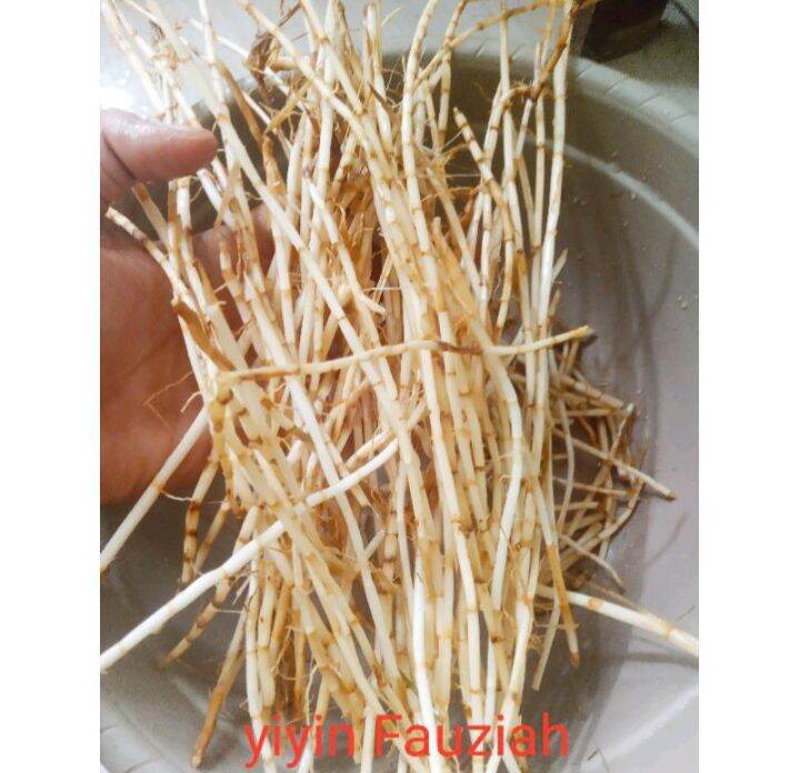 Akar alang-alang akar ilalang akar alang-alang segar obat herbal ...