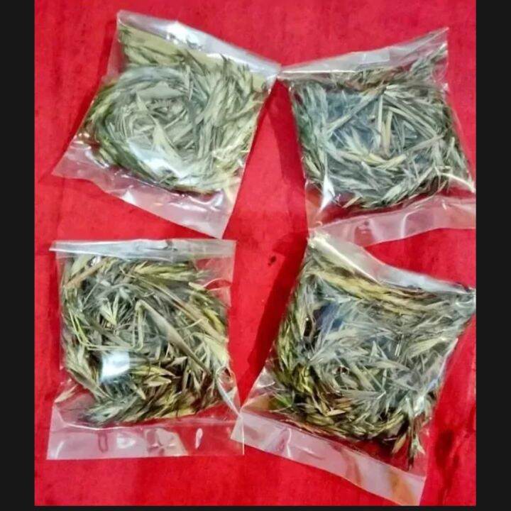 Bulaklak ng tanlad | Lazada PH Bulaklak ng tanlad | Lazada PH