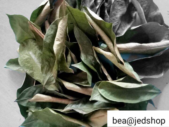 AIR DRIED GUYABANO LEAVES 100pcs | Lazada PH