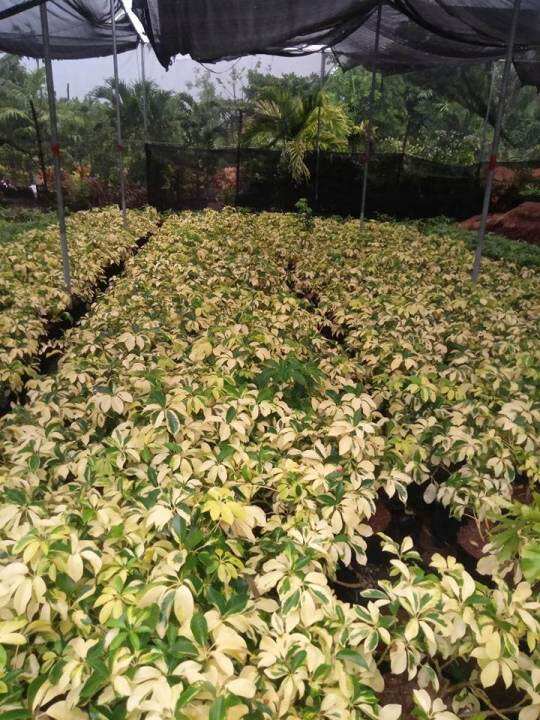 variegated suplera. umbrela plants. live plant. indoor plant | Lazada PH
