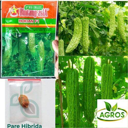 3 BUTIR BENIH SAYURAN PARE HOKIAN F1 [KEMASAN REPACK] | Lazada Indonesia