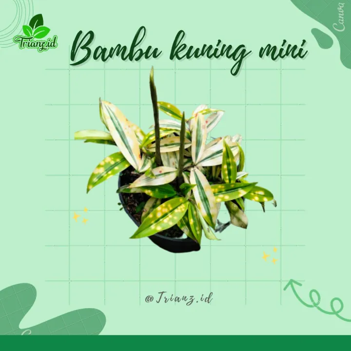 bambu kuning mini | Lazada Indonesia