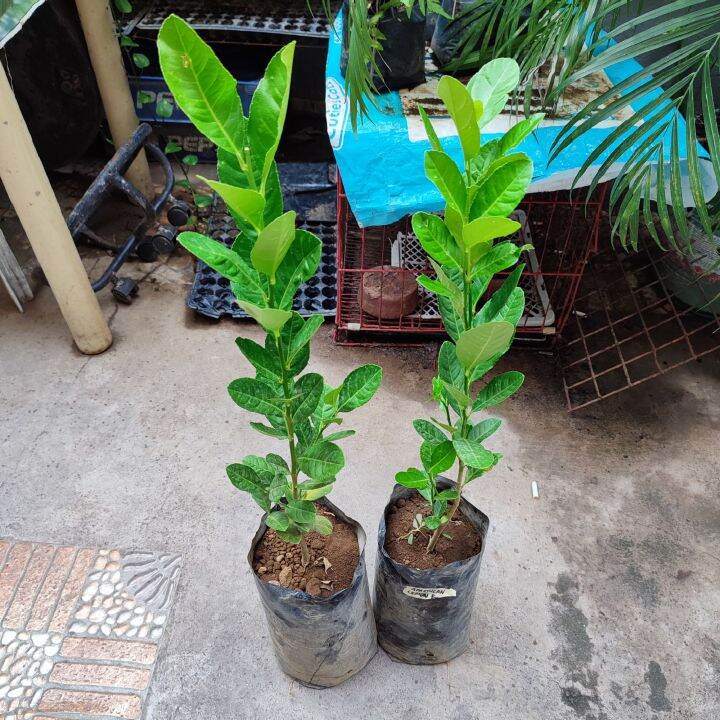 American Lemon Original (20-26 inches) Plant Very Stable | Lazada PH