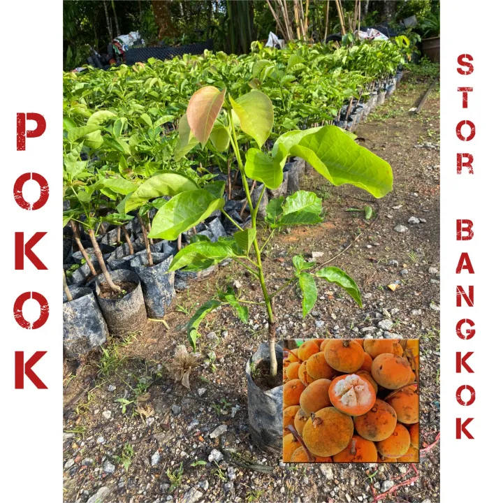 Pokok buah stor ( bakok ) buah besar hybrid thai | Lazada