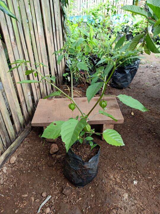 Bibit Buah Ciplukan Tanaman Buah Cecendet Tanaman Ciplukan Pohon ...