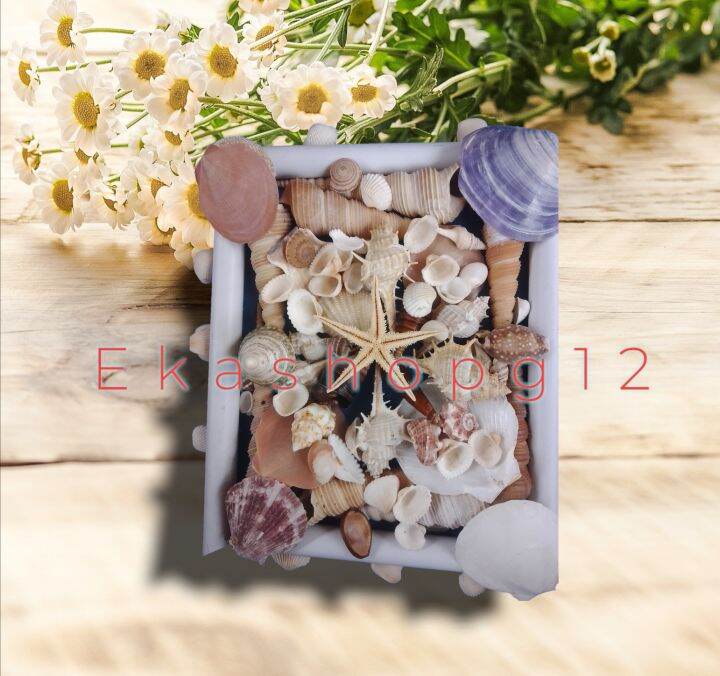 Kerang Campuran Berbagai Macam Jenis kerang Untuk Kerajinan dan ...