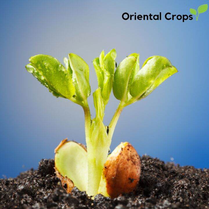 binhi peanut mani nut seeds for planting outdoor garden plant | Lazada PH