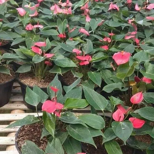 TANAMAN HIAS ANTHURIUM MICKYMOUSE BUNGA MERAH | Lazada Indonesia