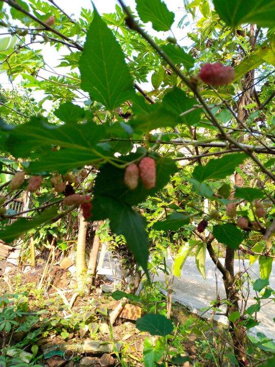 pohon arben murbey | Lazada Indonesia