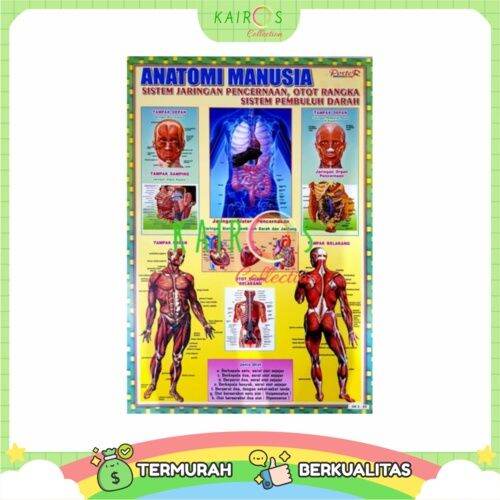 Poster Anak Belajar Anatomi Manusia | Lazada Indonesia