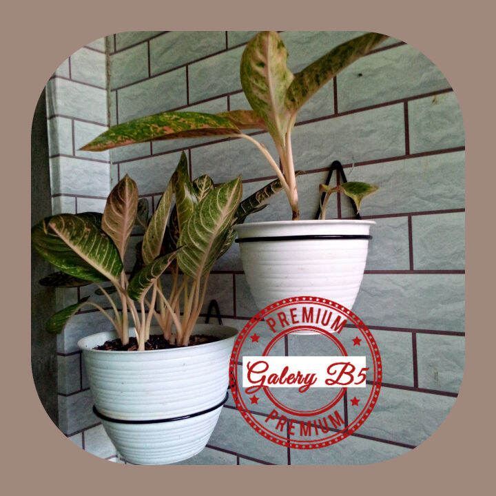 rak pot bunga tempel dinding minimalis | Lazada Indonesia