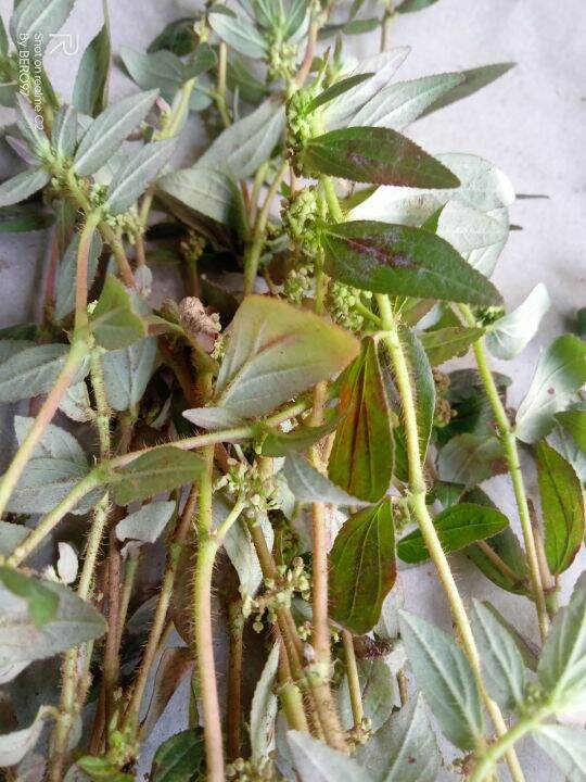 Daun patikan kebo fres per 250 gram | Lazada Indonesia