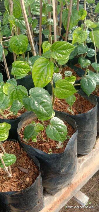 Anak Pokok Sireh ( Herba) Sireh Daun Hijau /Sireh Merah | Lazada