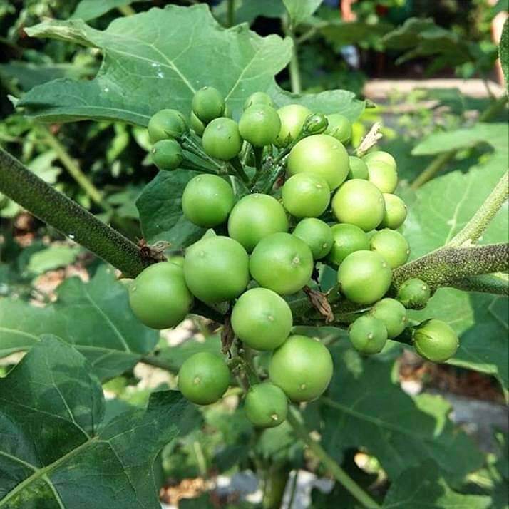 Buah Takokak/Cepokak Segar (250 Gram) | Lazada Indonesia