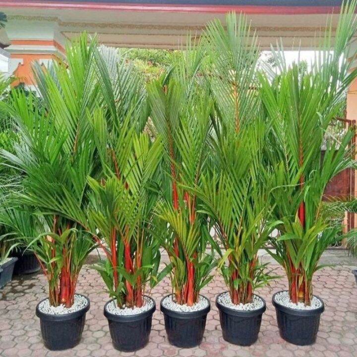 TANAMAN HIAS PALEM MERAH ASLI PALM MERAH | Lazada Indonesia