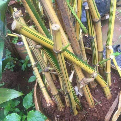 bambu kuning | Lazada Indonesia