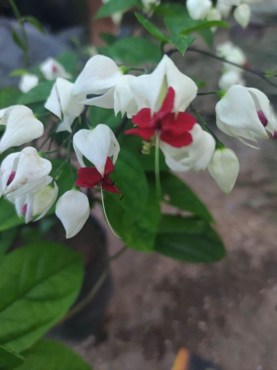 Cadena de amor plants live , red white ang flowers nya sobrang ganda ... Cadena de amor plants live , red white ang flowers nya sobrang ganda ...